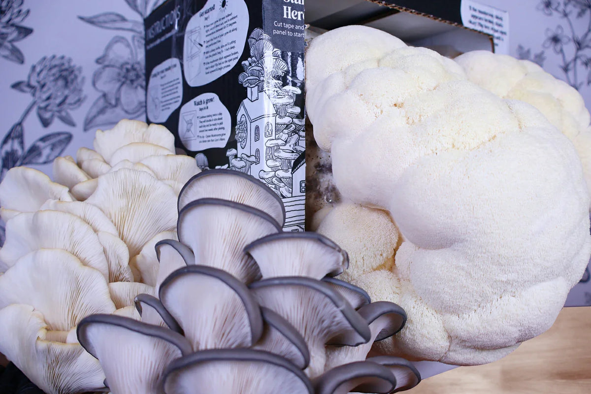 Lion's Mane & Blue Oyster Mushroom Grow Kits - Hi-Fi Mycology — HiFi ...