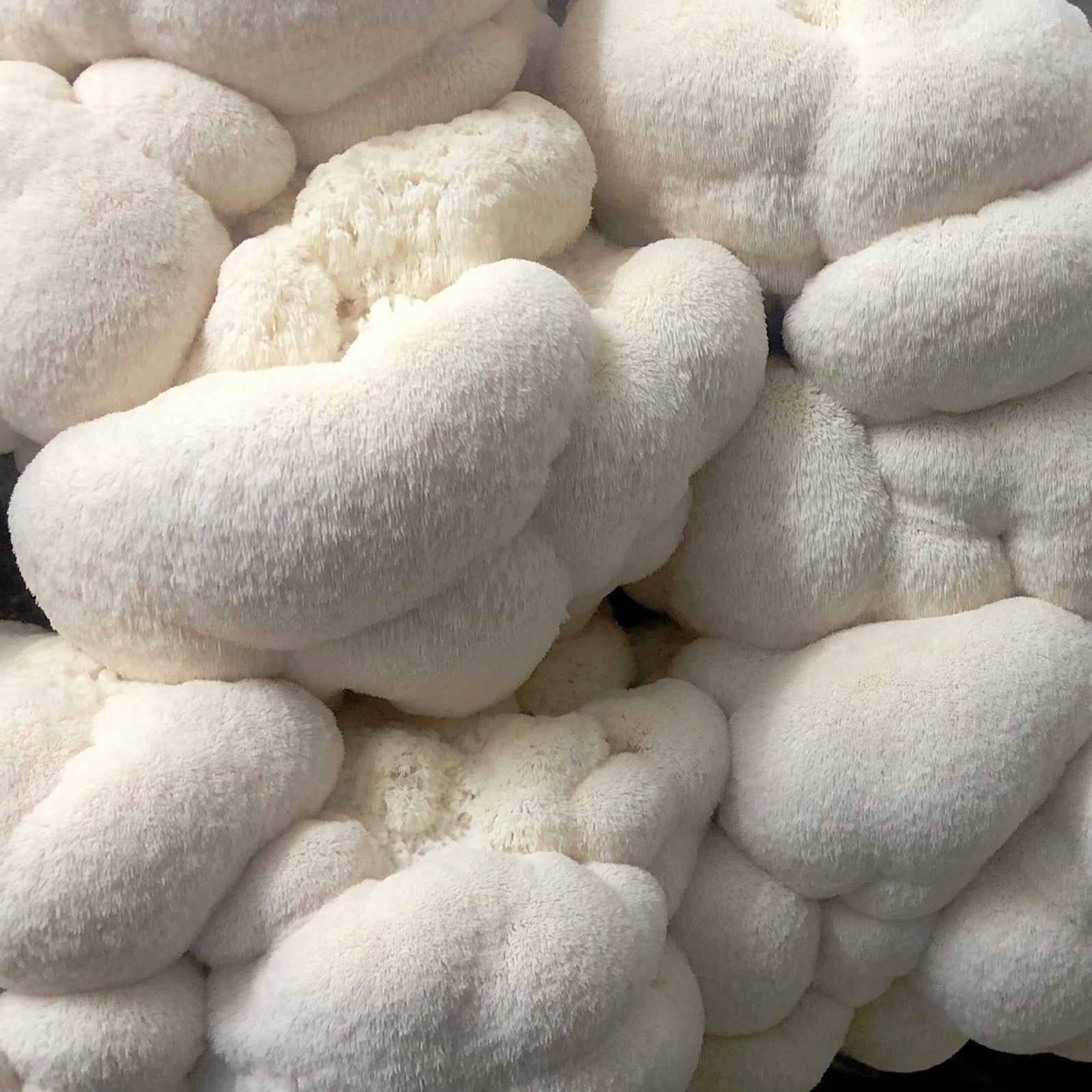 Buy Organic Lion's Mane Mushroom Grow Kit — HiFi Mycology
